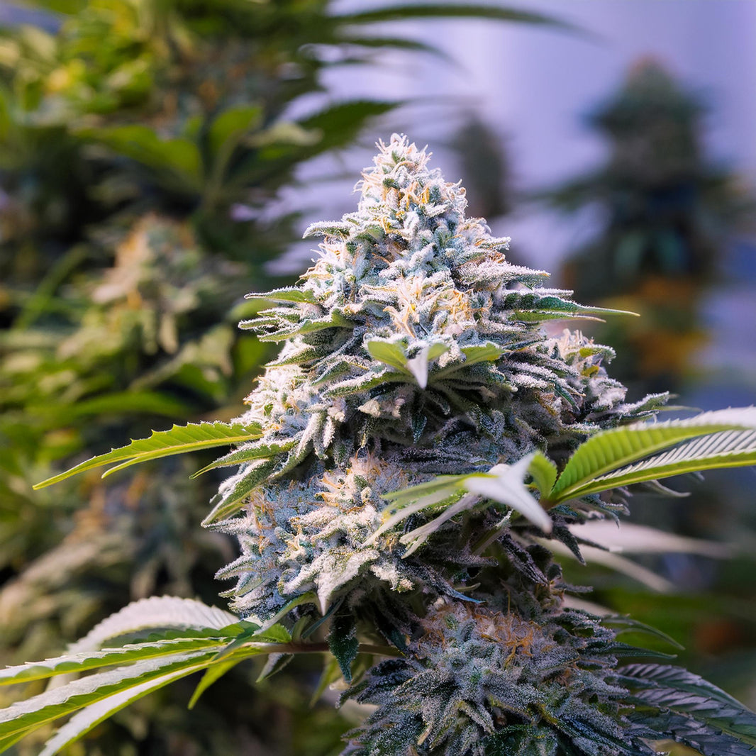 Hurcann – Global Cannabis Markets, Wholesale & eCommerce